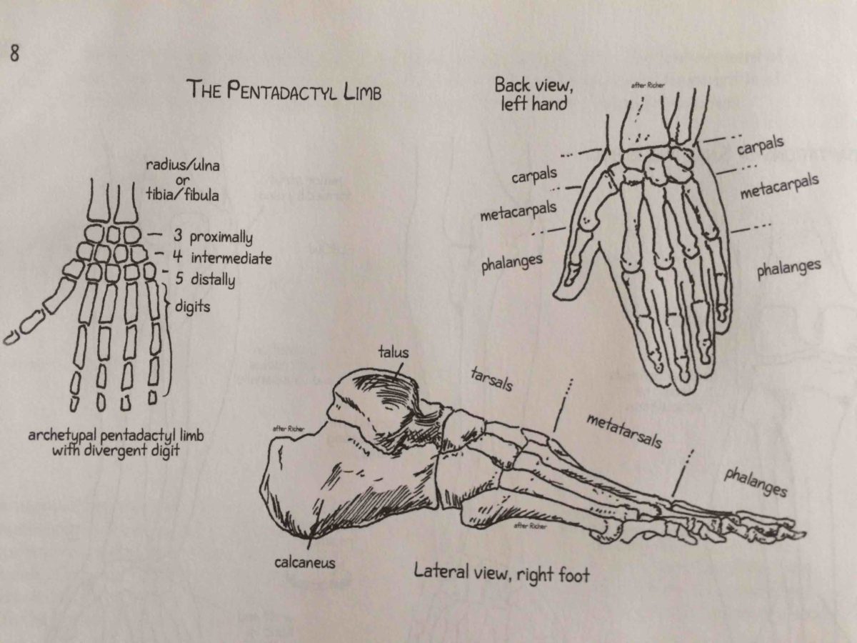 hand-and-foot – KT Lab 身心實驗室