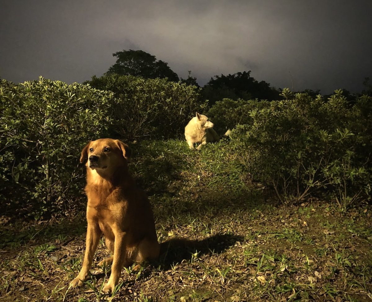 dogs-at-daan-park – KT Lab 身心實驗室